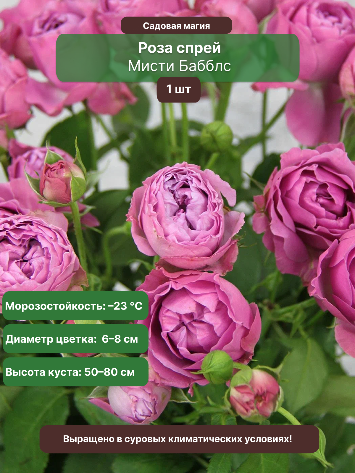 Роза спрей "Мисти Бабблс", 1 саж, фиолетово-розовая, ЗКС, высота 30-50 см, многолетняя