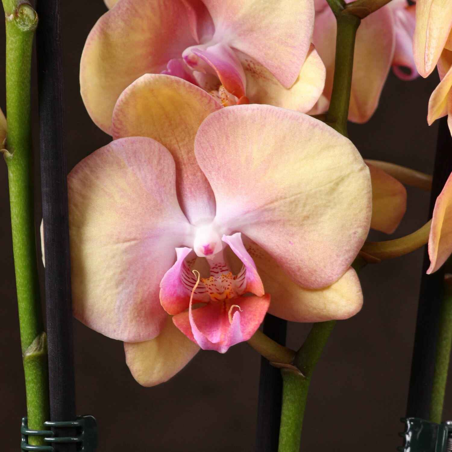 Орхидея Фаленопсис Легато 3 ст