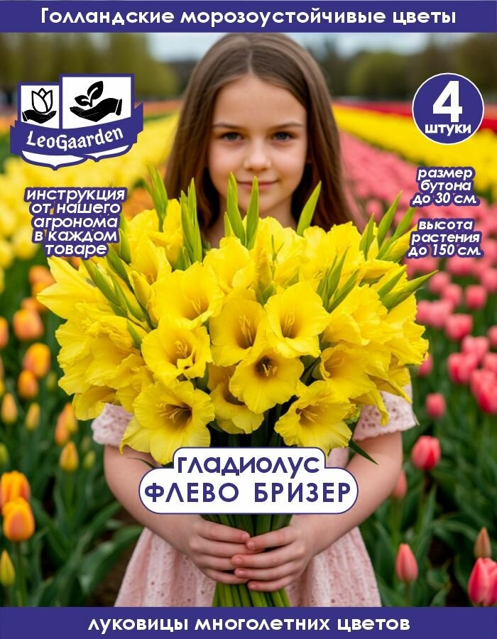Гладиолус Луковица, Флево бризер крупные, 4шт