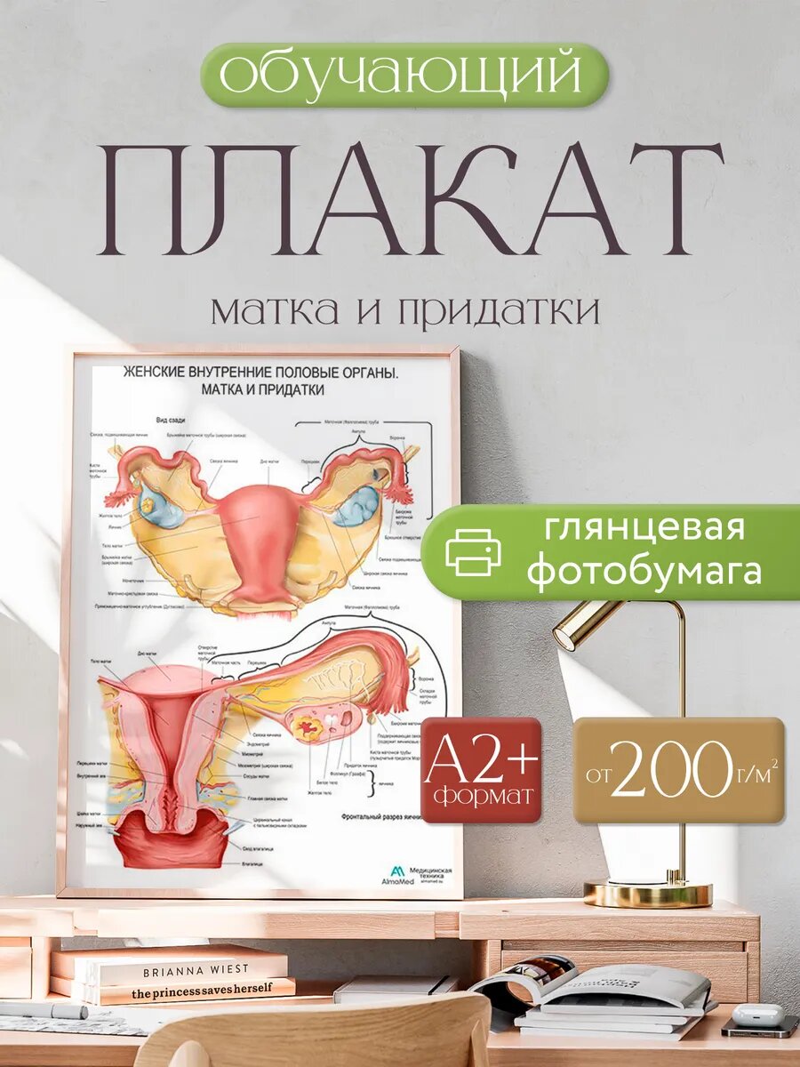 Матка и придатки, плакат, глянцевая фотобумага от 200 г/кв. м, размер A1+
