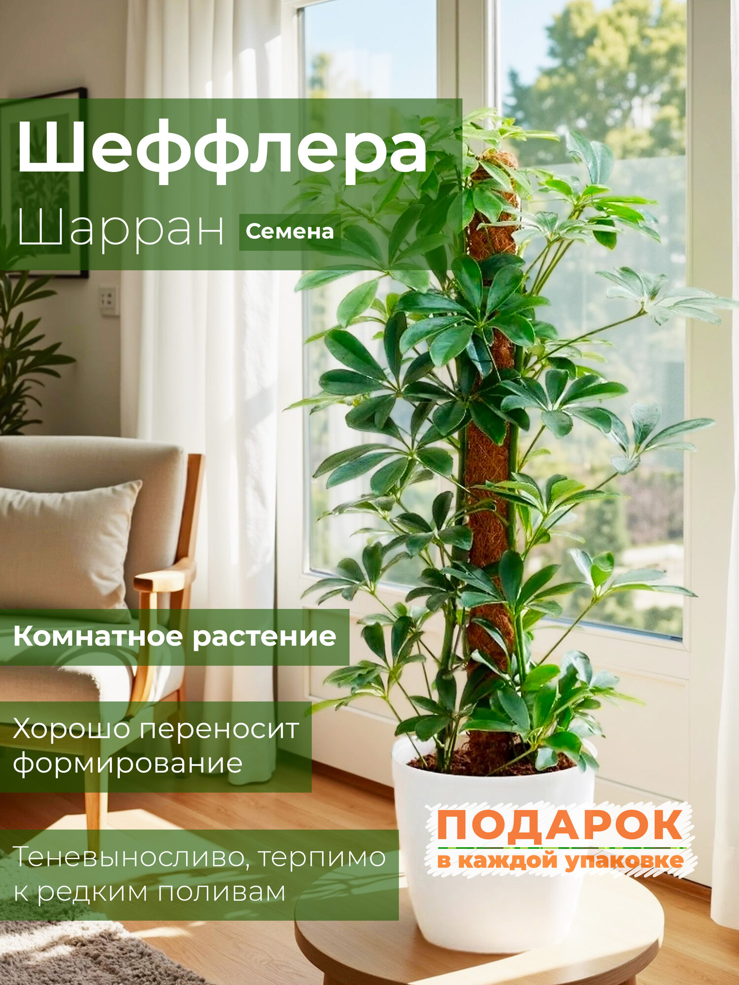 Шеффлера Шарран, Семена, 10 шт, семена комнатных растений, многолетник