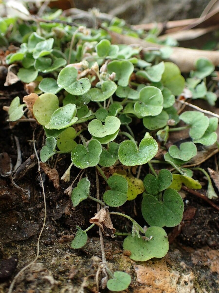 Семена Дихондра ползучая (Dichondra repens), 10 штук