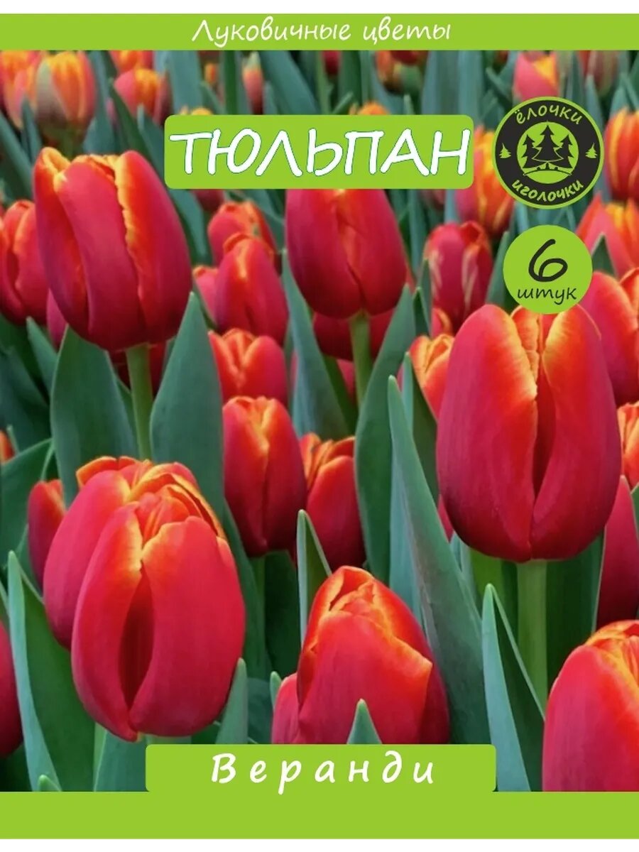 Тюльпан Луковица, Веранди, 6шт