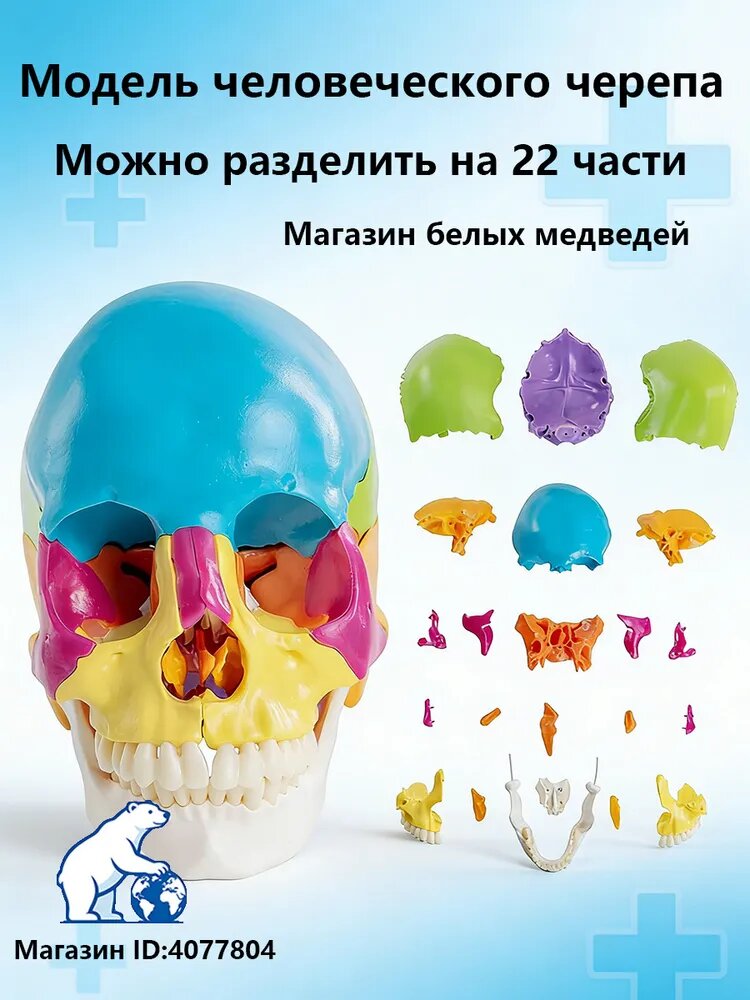 Модель человеческого черепа, состоящая из 22 съемных частей, подходит для обучения и демонстрации