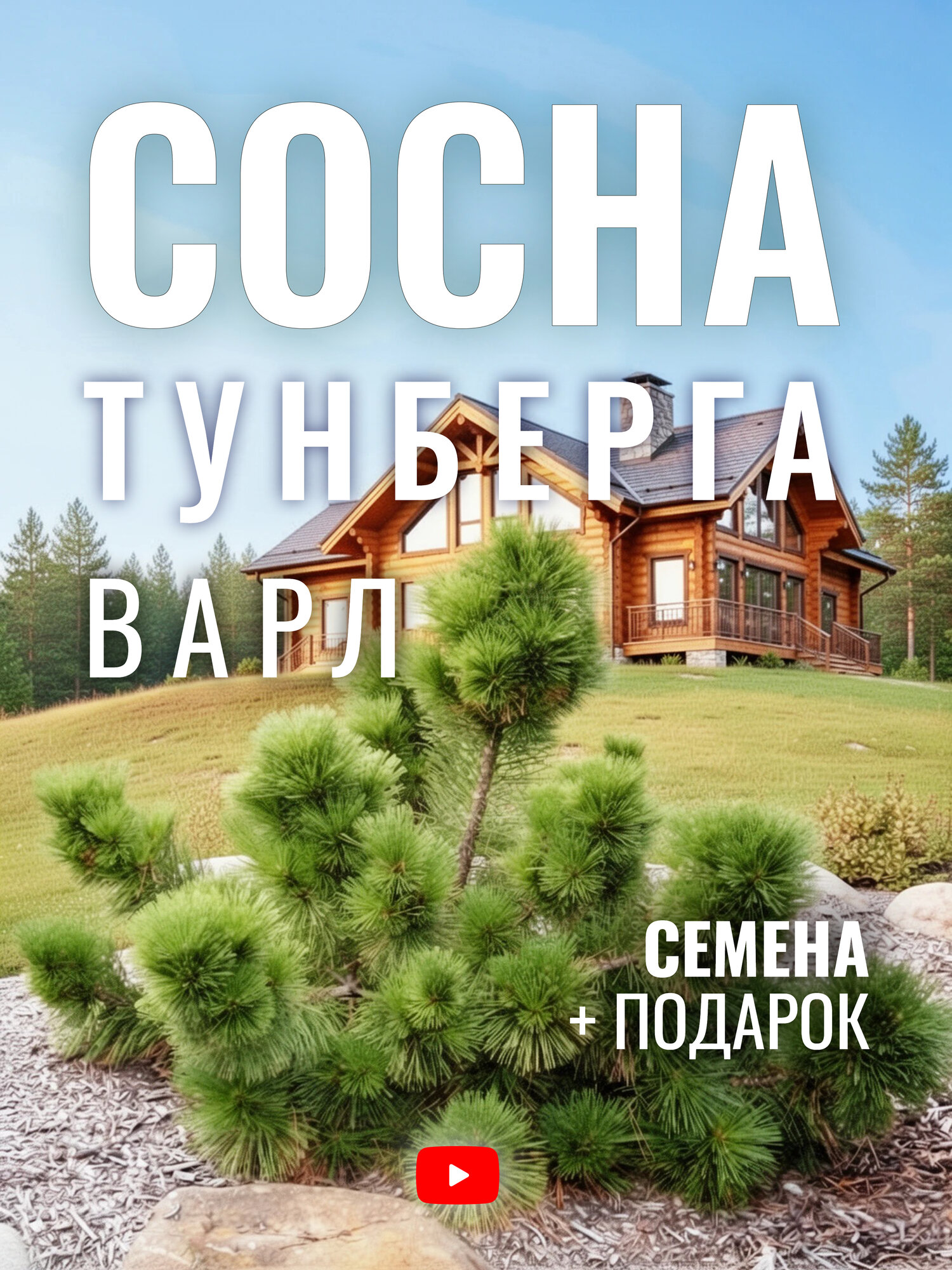 Сосна Тунберга Варл, Семена, 20 шт, семена хвойных деревьев, семена сосны