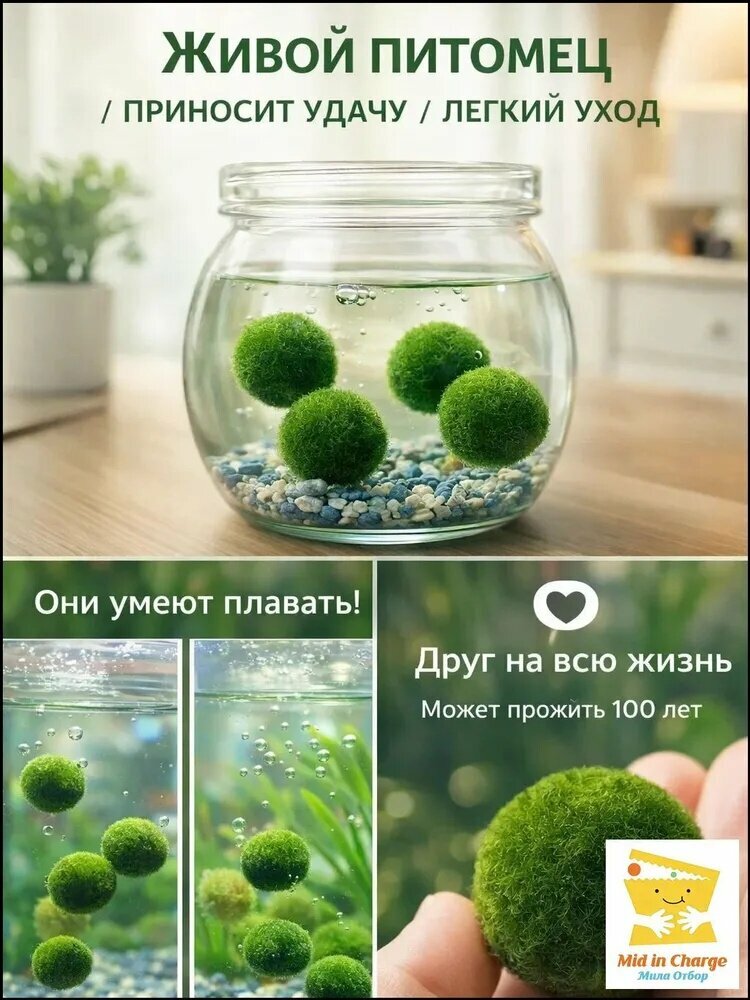 Живые водорослиНабор 4 шт, Натуральный мох шарики для аквариума, Символ удачи и любви