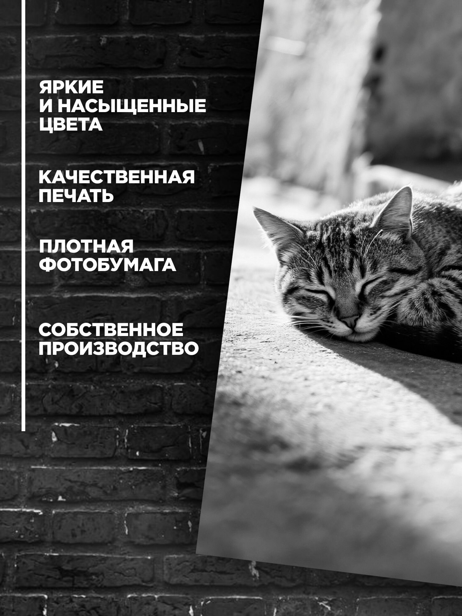 Постер Котики, Эстетика — фото 1