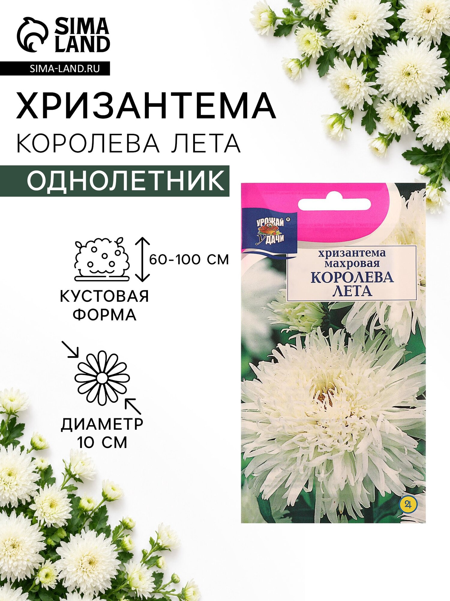 Семена цветов Хризантема многоцветковая «Королева лета», 0.03 г, «урожай удачи»
