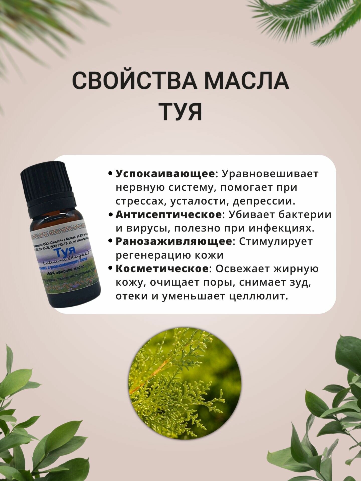 Эфирное масло туя 10 мл — фото 1