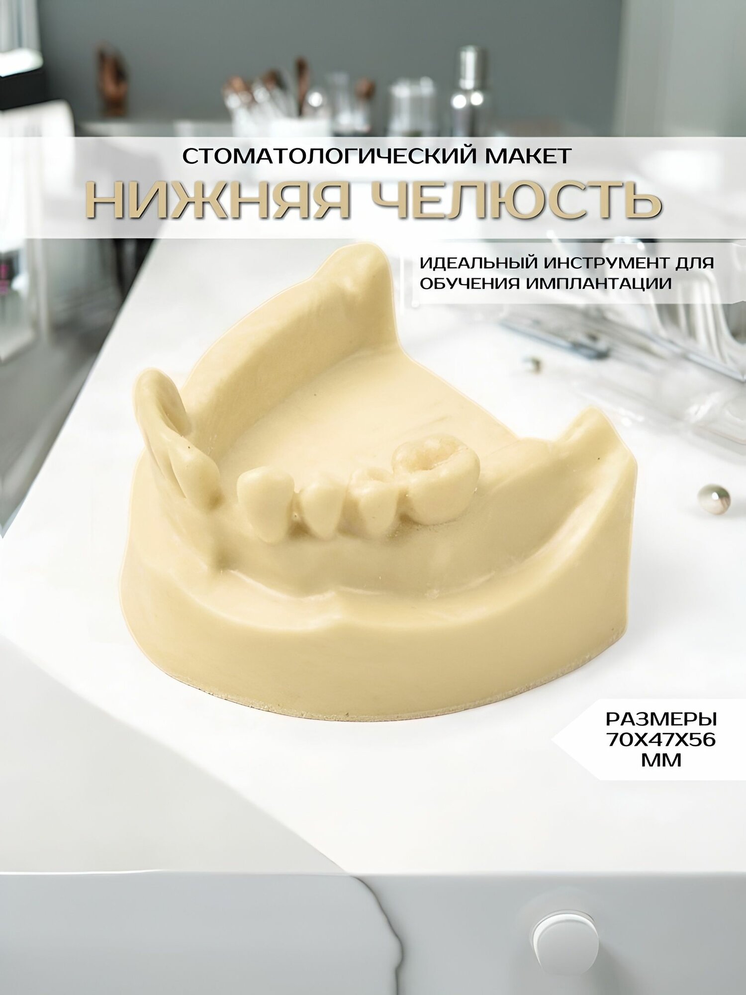 Нижняя челюсть, стоматологический макет