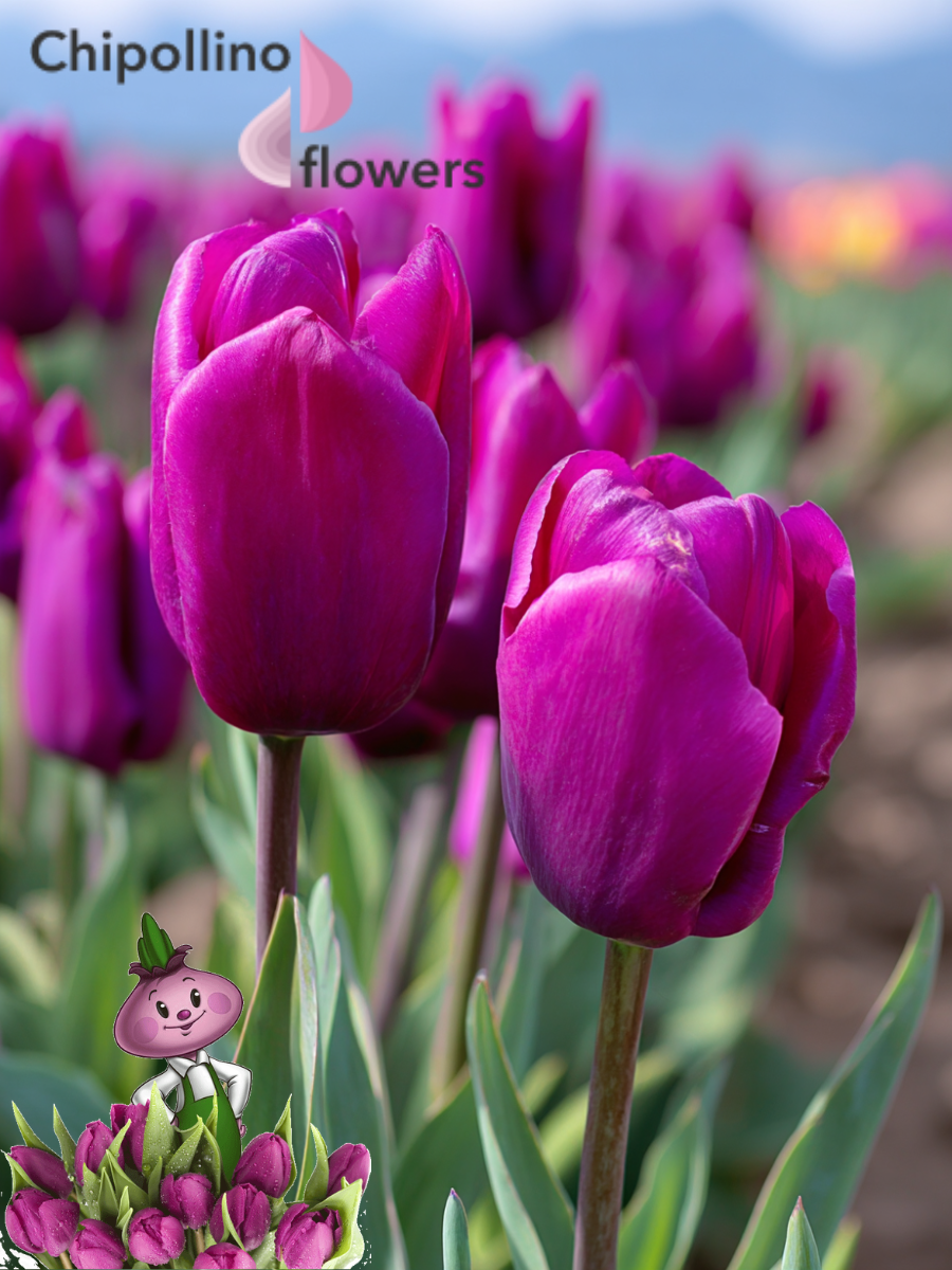 Луковицы цветов, chipollino flowers, Тюльпан NIGHT CLUB (3 луковицы)