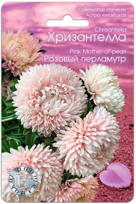 Хризантелла Розовый перламутр (30сем)