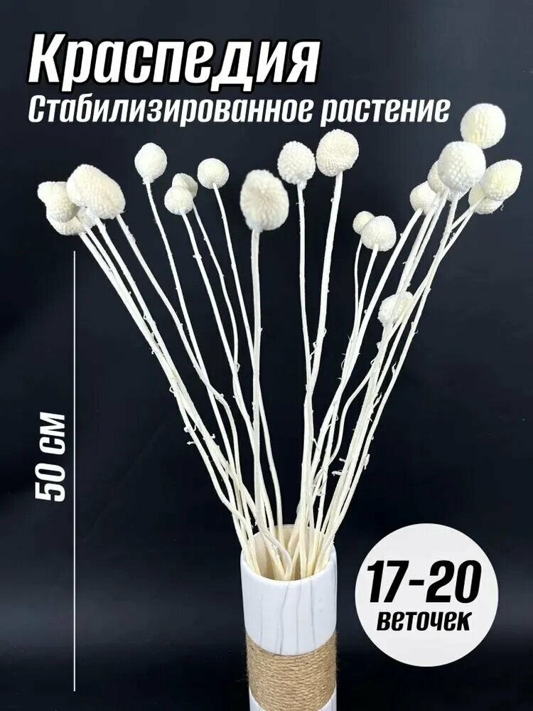 Сухоцветы, 50 см, 100 гр, 20 шт