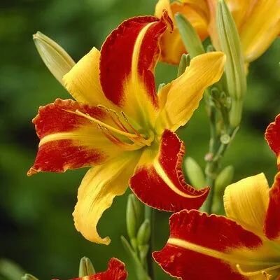 Лилейник Франс Халс