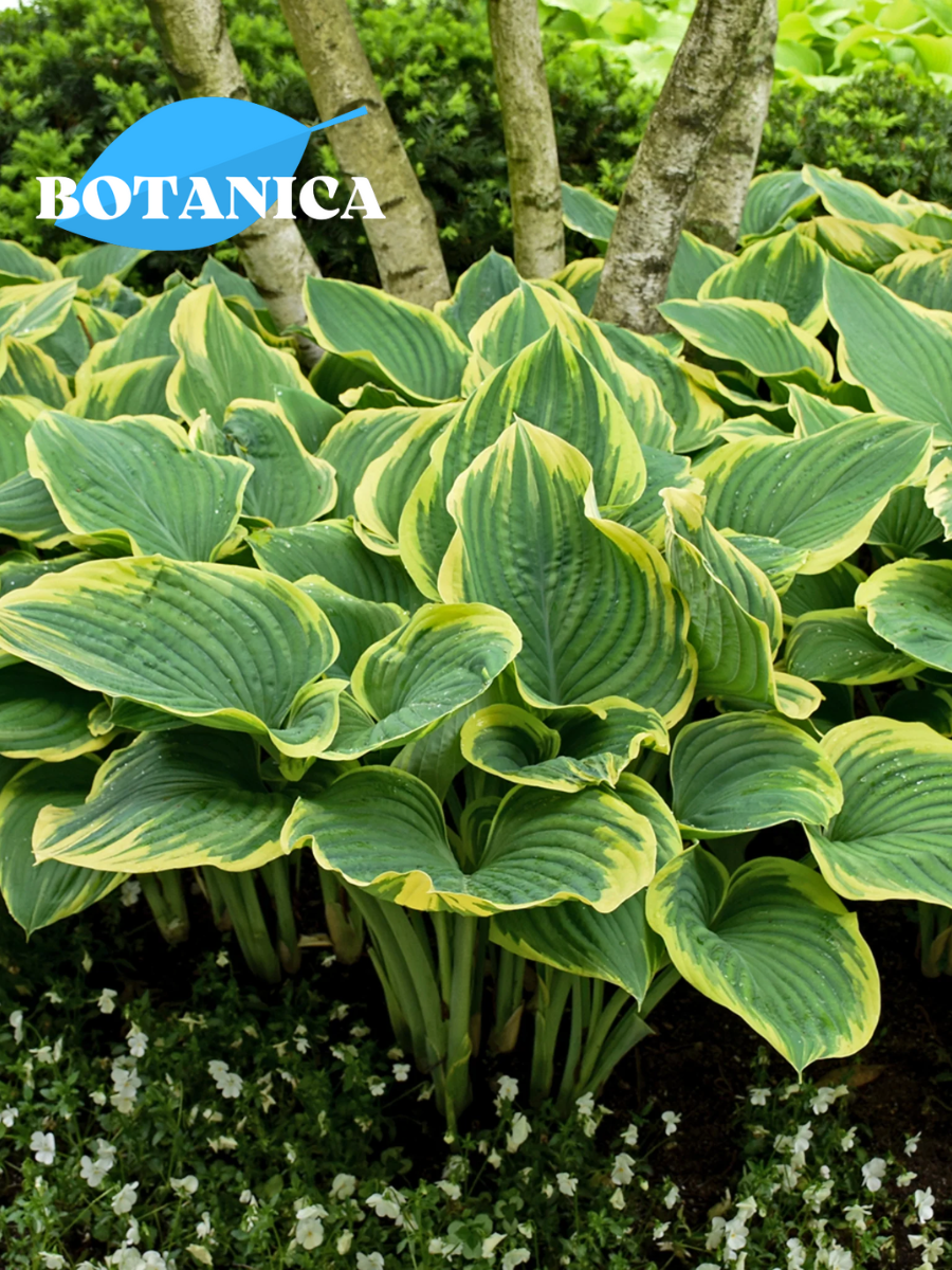 Луковицы цветов, botanica garden , Хоста Сага ( 1 луковица) зелено-желтый