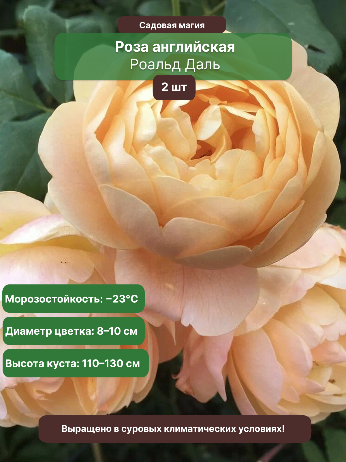 Роза английская Роальд Даль (Roald Dahl) , 2 саж , многолетняя , оранжевая