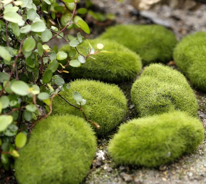 Миниатюрная статуэтка из полимера для сада 1pc Moss Stone