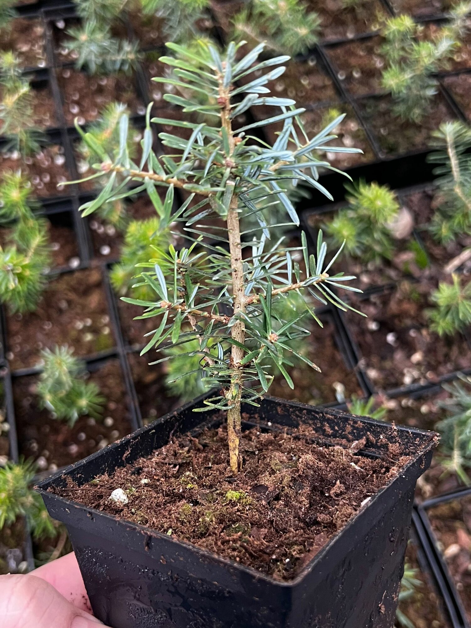 Пихта корейская саженец, Р9, 10-15 см