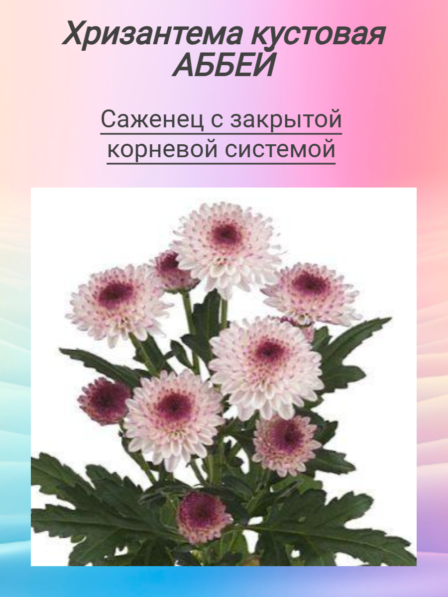 Хризантема кустовая Аббей