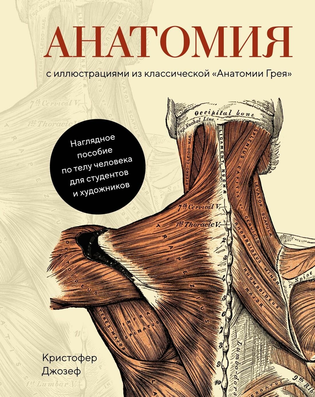 Анатомия.(с илл. из классической "Анатомии Грея")