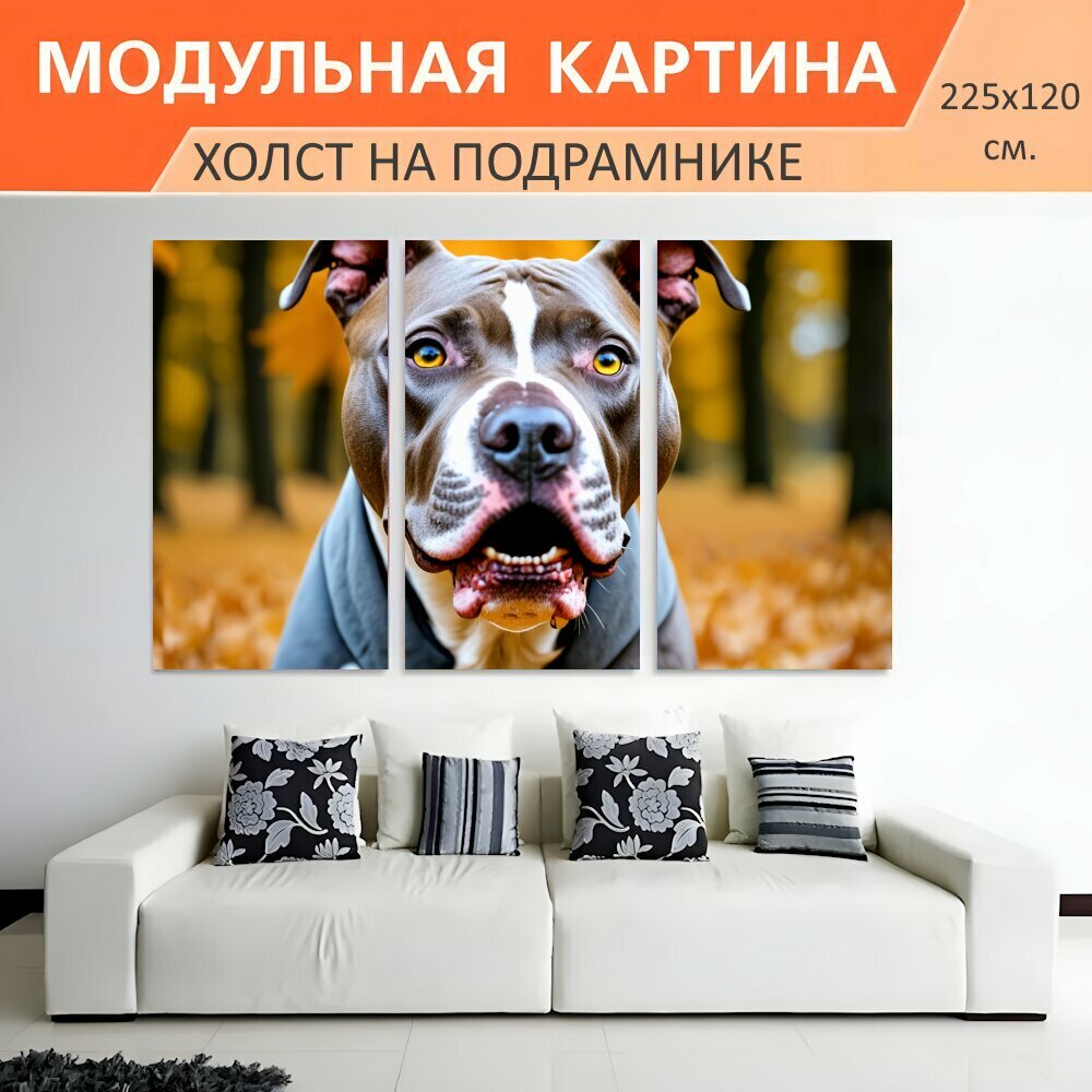 Модульная картина на холсте "Крупный план головы собаки породы питбуль с серо-белым окрасом, виляющими ушами и пронзительными." триптих на подрамнике 225х120 см. для интерьера