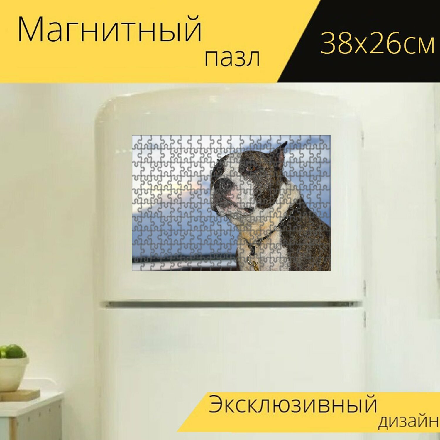 Магнитный пазл "Пит-булл-собака Запись собаки Pit Bull для фотографии питбуль собака порода животное млекопитающее сильное крупное домашнее животное родословная" для интерьера, 38х26 см.