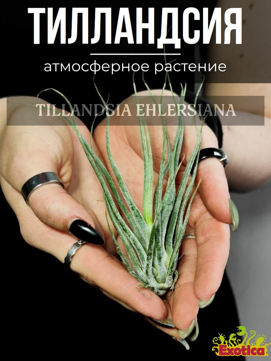 Тилландсия Элерсиана (Tillandsia Ehlersiana), атмосферное растение