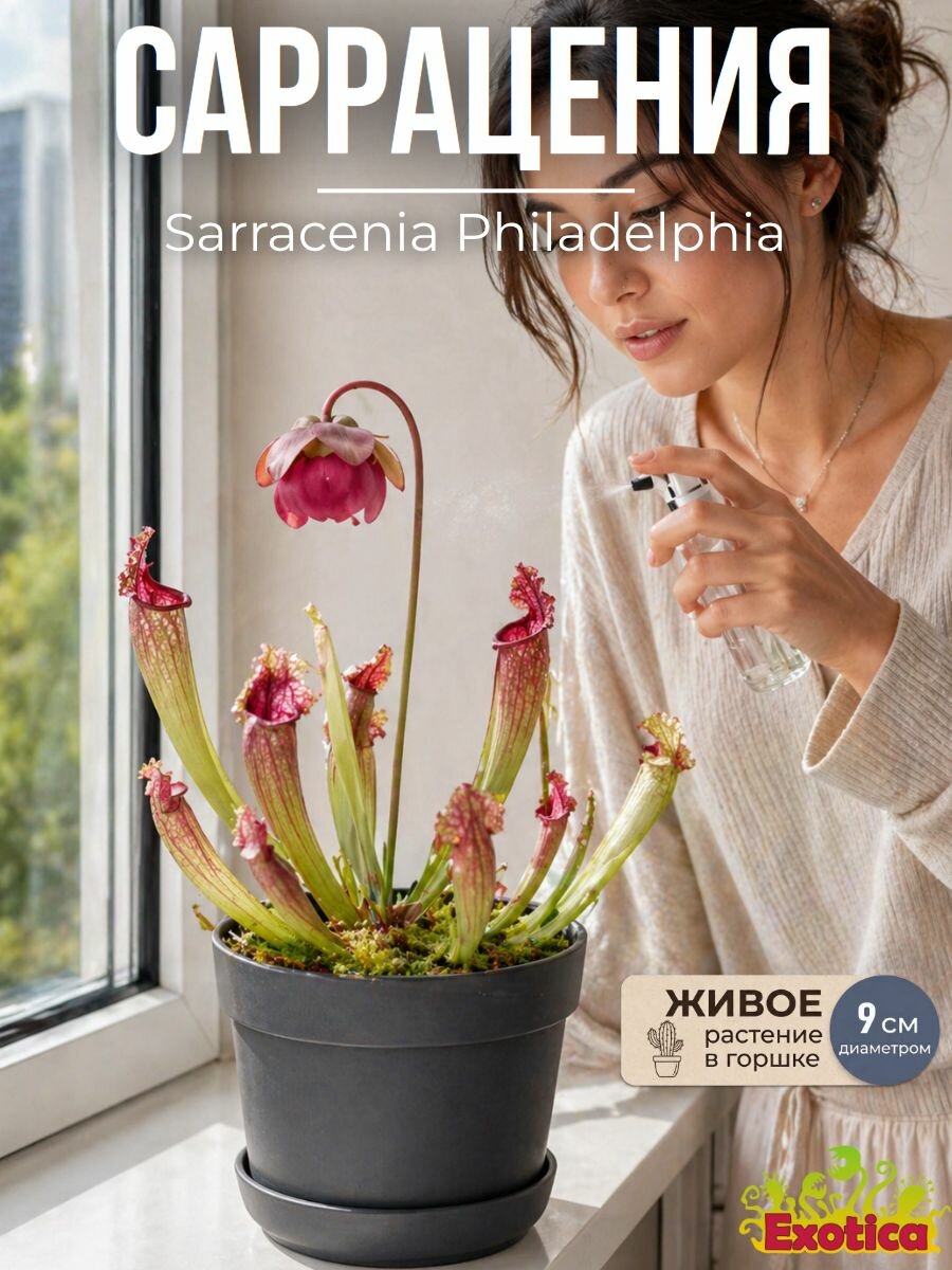 Саррацения Фиона (Sarracenia Philadelphia) D9см, плотоядное растение