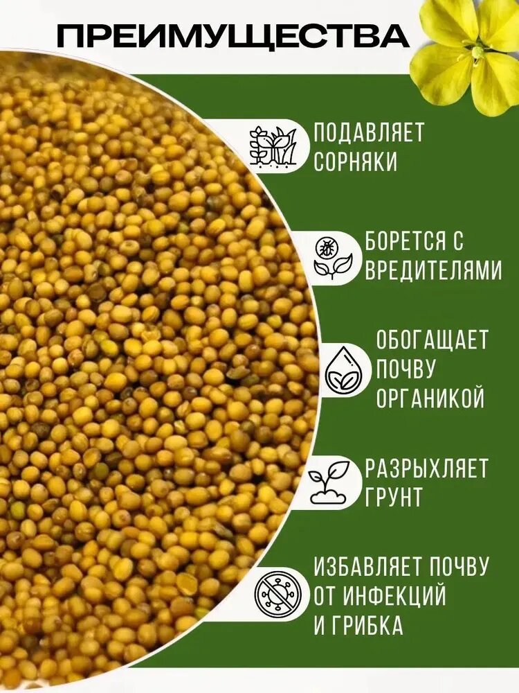 Горчица семена для посева / Сидерат — фото 1