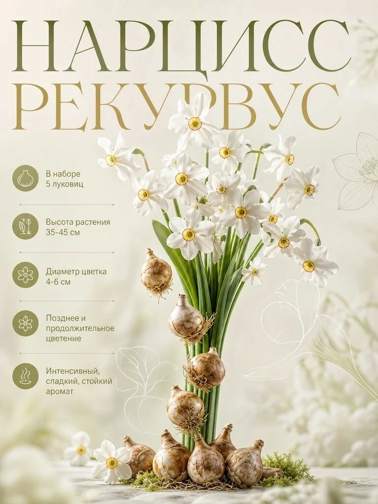 Луковицы нарцисса Поэтический