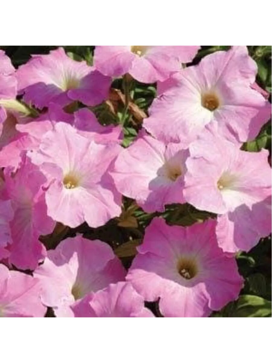 Семена петунии Easy Wave F1 mystic pink (5шт.)