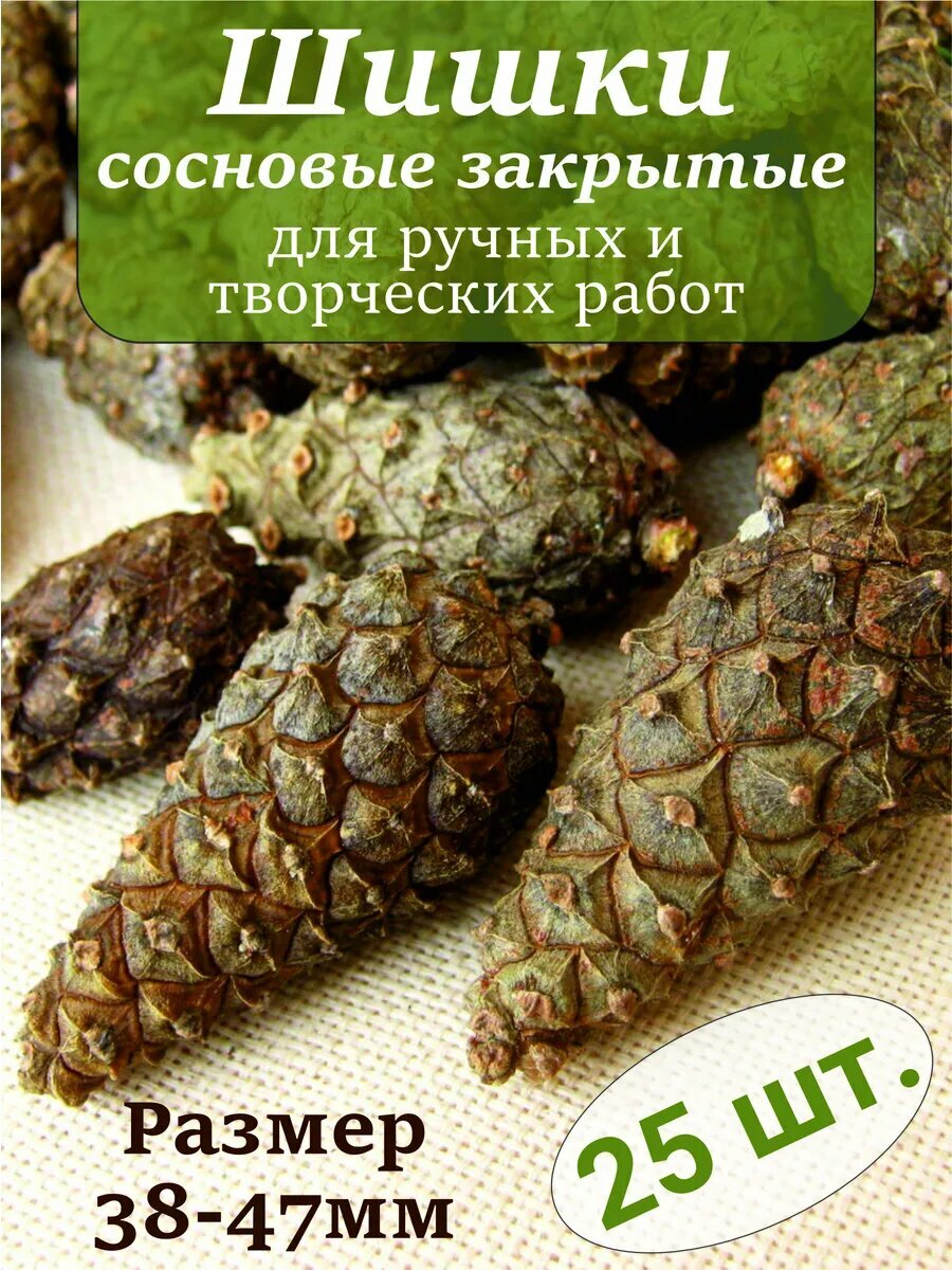 Сосновые шишки закрытые