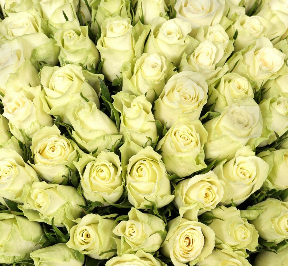 Букет из Кенийской розы 101 штука 40 см. Букет из белых роз 101 штука. Размер М. Премиум качества.