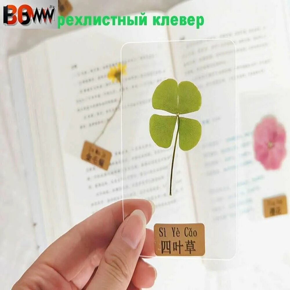 Настоящий четырехлистный клевер, амулет, приносит удачу, отгоняет невезение и сохраняет его сухим и постоянным.