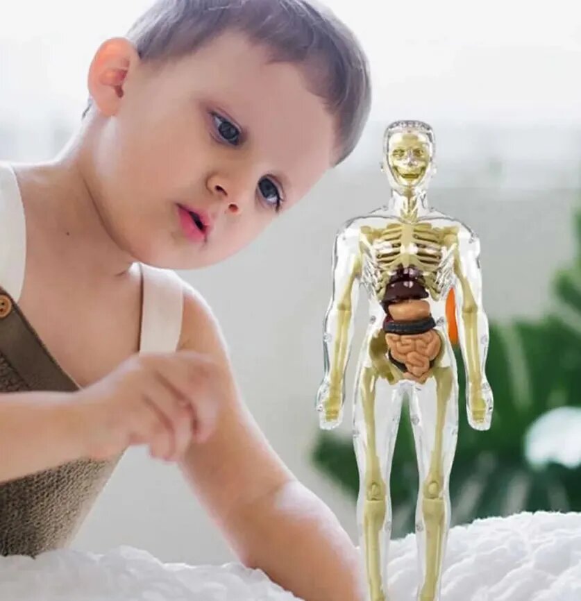 Модель строения тела человека, кости органов, съемная сборка, биоанатомия, медицина, 3d тело, внутренние органы, детские игрушки(прозрачный)