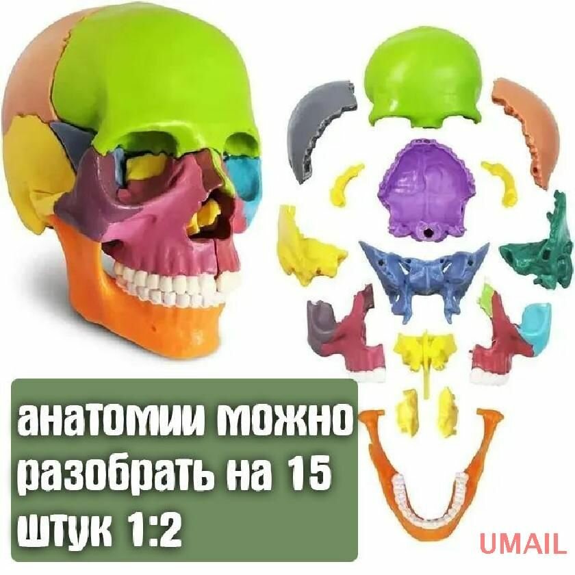 Анатомическая модель