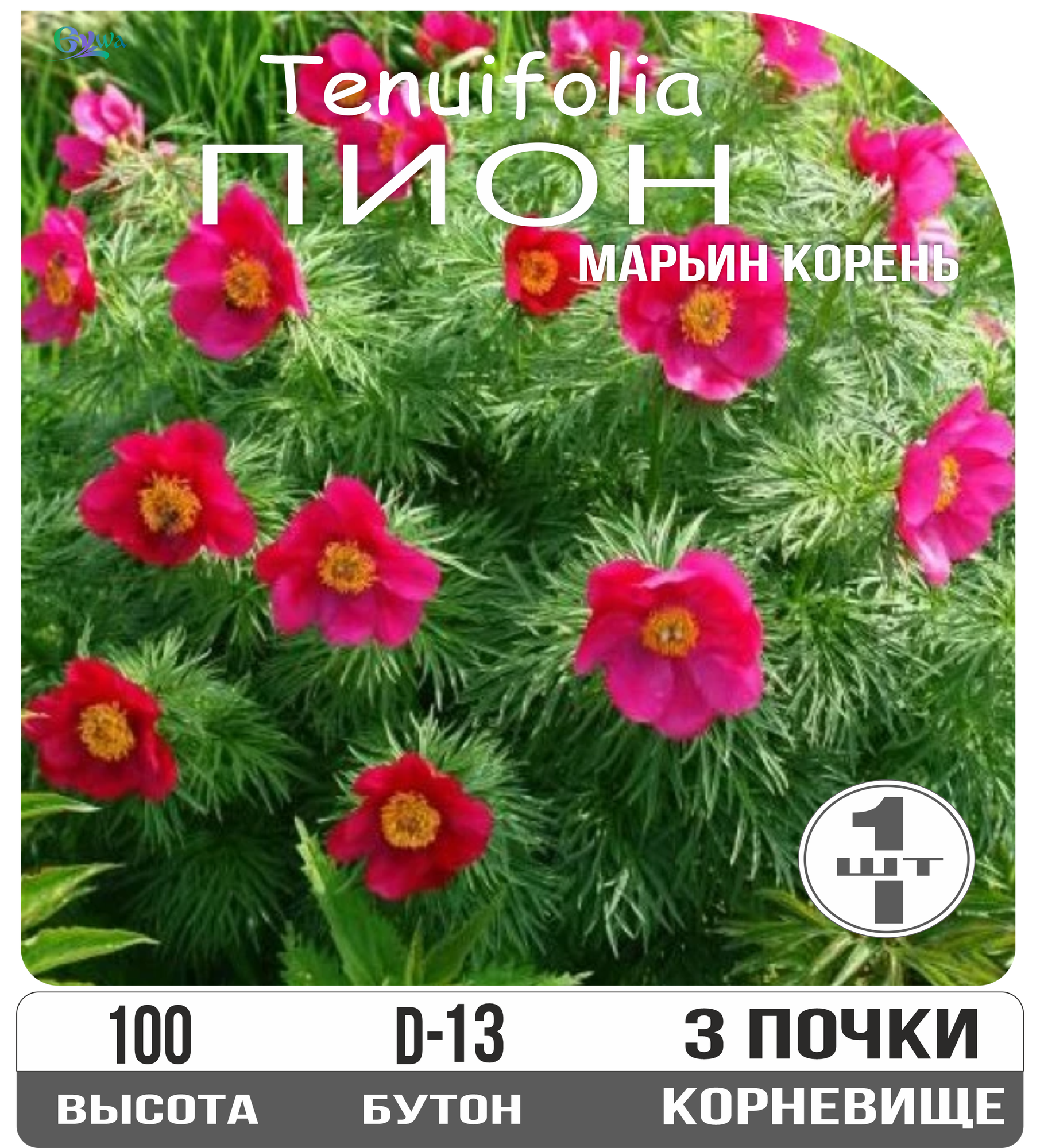 Пион Корневище, Тенуфолия ( Марьин корень), 3+ почки, многолетник, высота 100 см, розовый