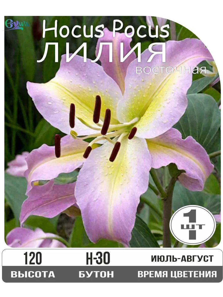 Лилия луковицы многолетние Фокус Покус, восточные, 1шт. высота 120 см