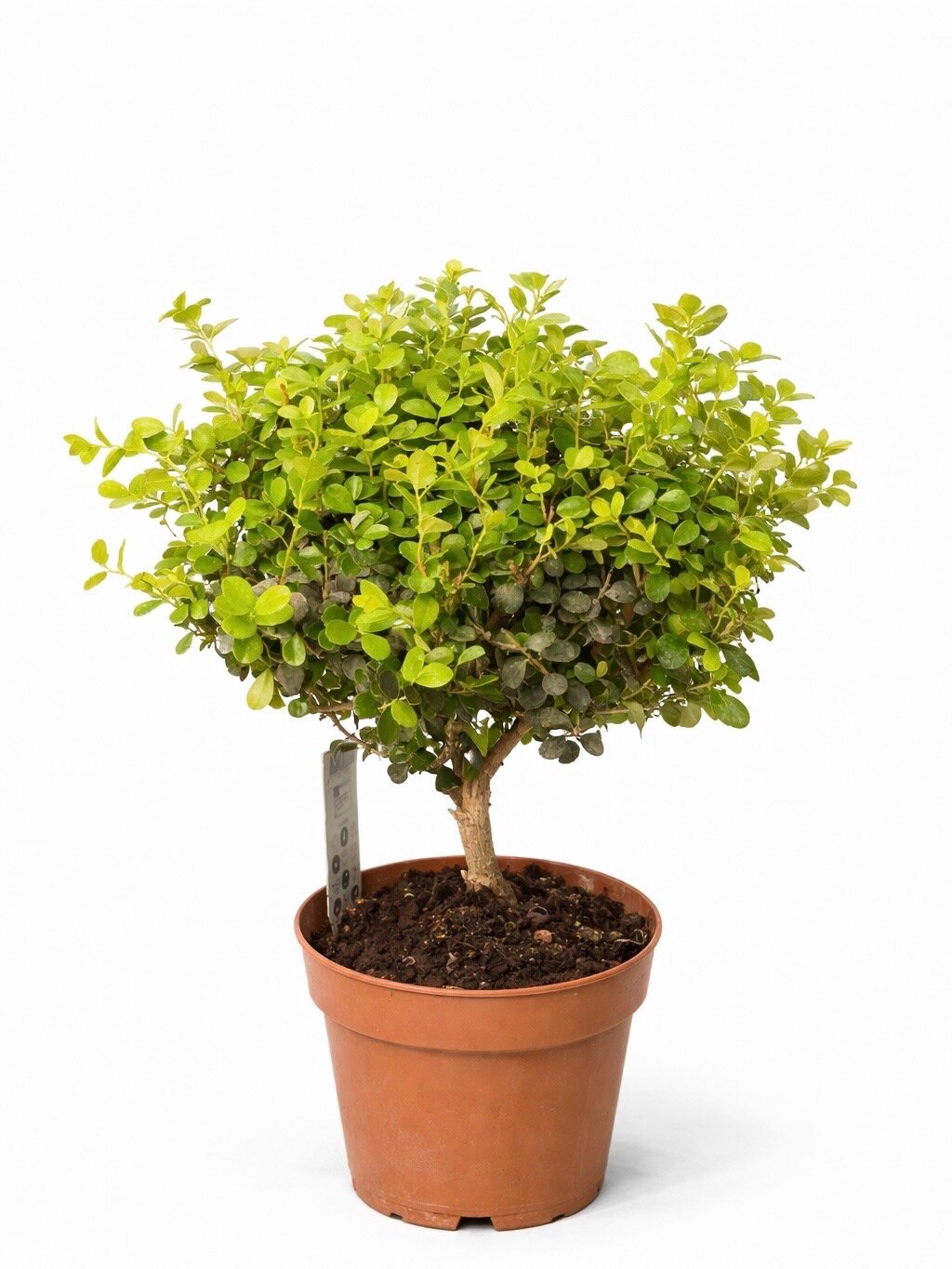 Мирт (Myrtus) 12см