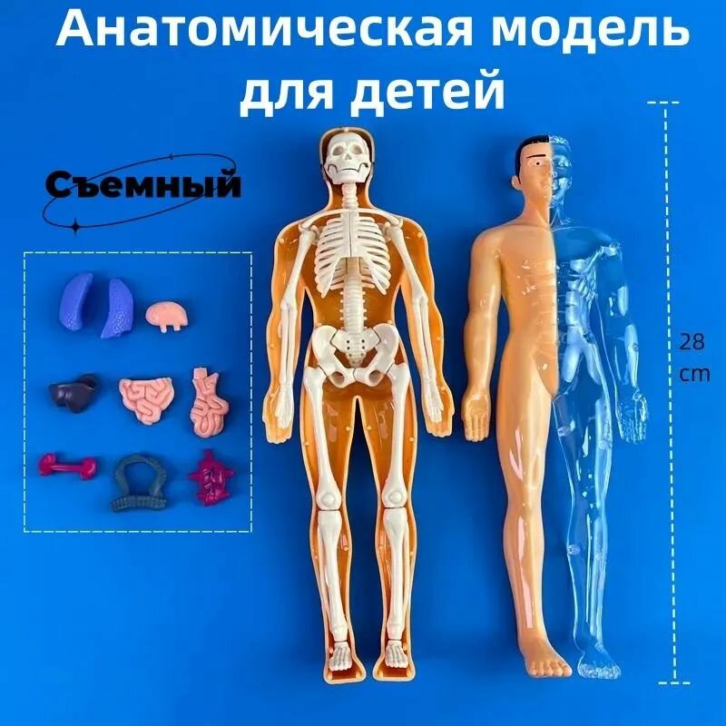 Анатомическая модель — фото 1