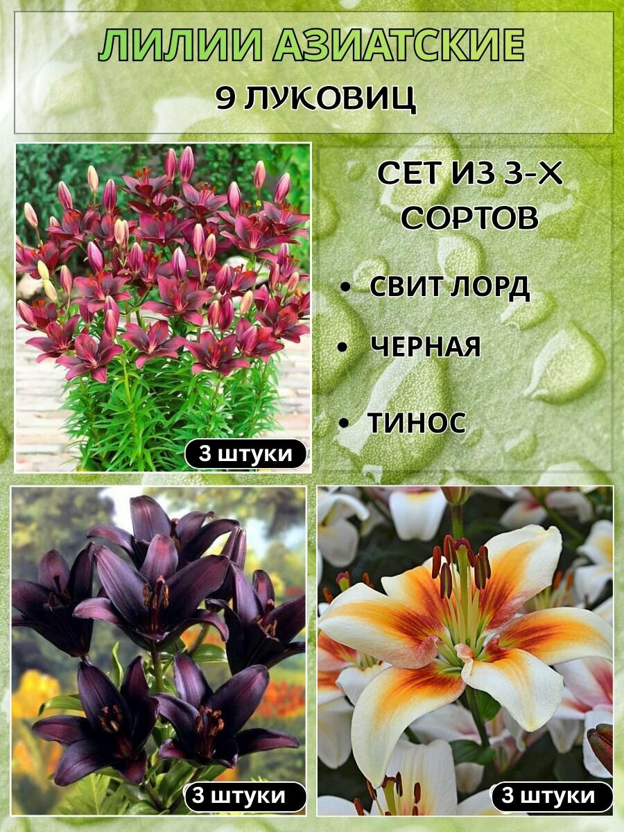 Лилии азиатские, сет из 3-х сортов, луковицы 9 штук