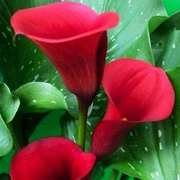 Калла Ред Маджести (1 клубень), Нидерланды