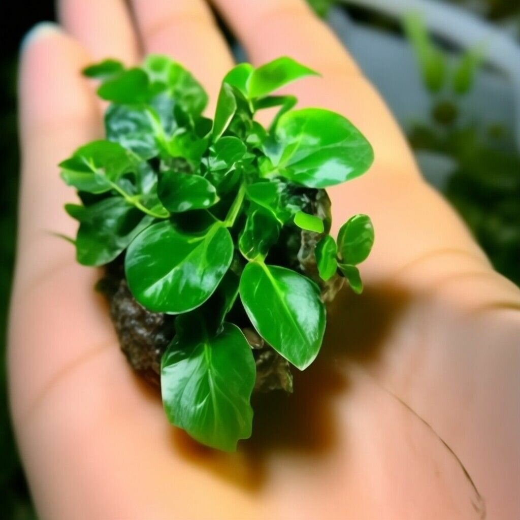 Анубиас Нана Петит. Живое аквариумное растение