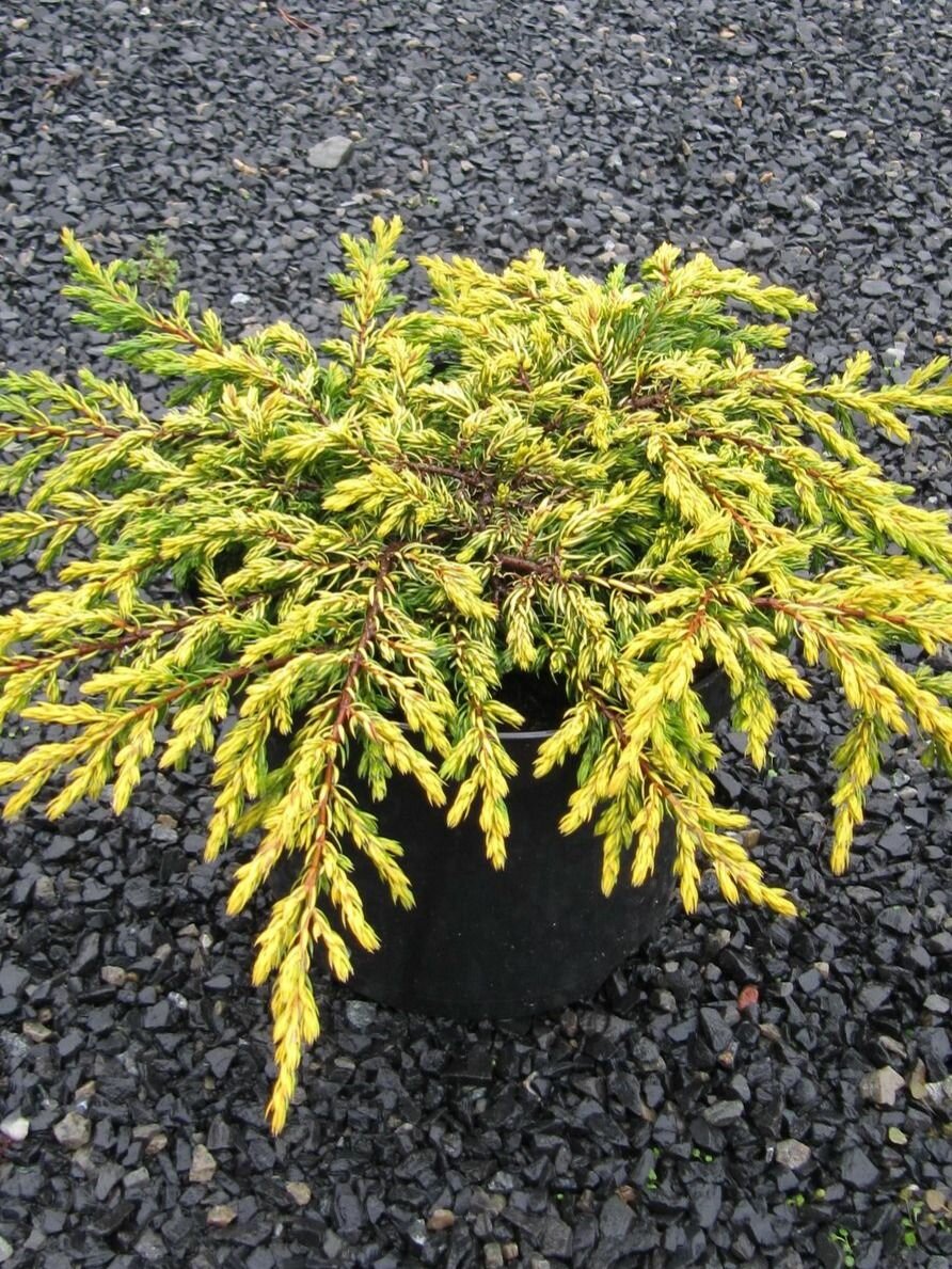 Можжевельник Голдшатц саженец, Р9, 10-15 см