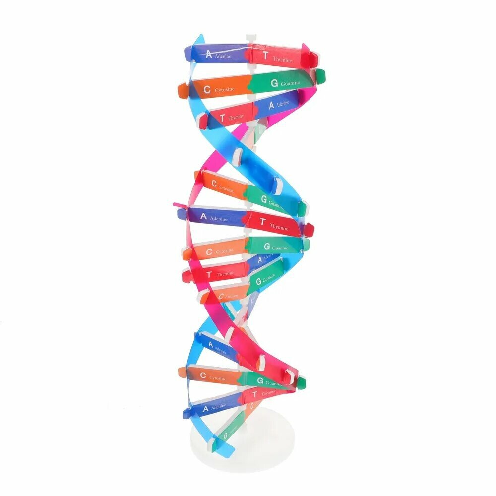Сборная Модель Днк Для Демонстрации Структуры И Парных Соединений В Научных Целях 1 Комплект