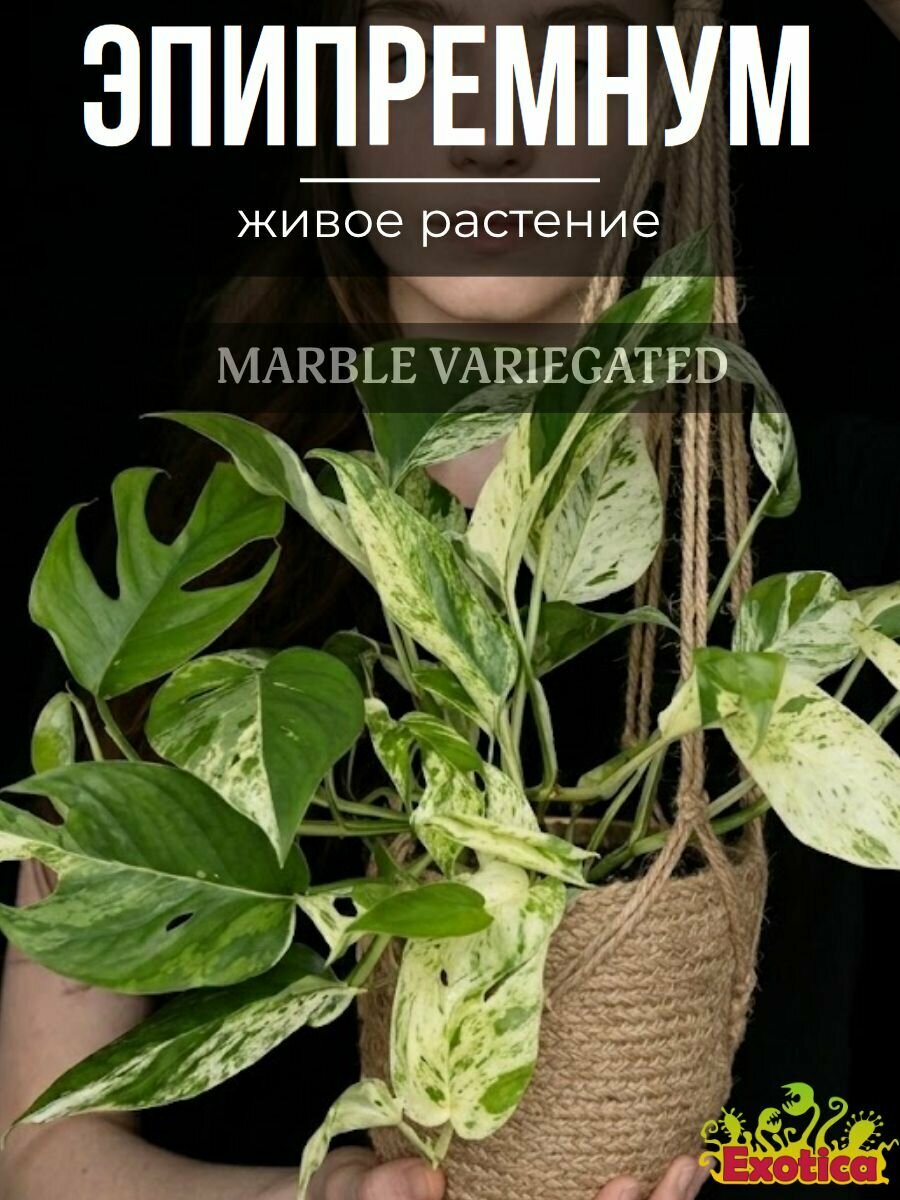 Эпипремнум Пиннатум Вариегата (Epipremnum Pinnatum Marble Variegated) D10см, домашний цветок