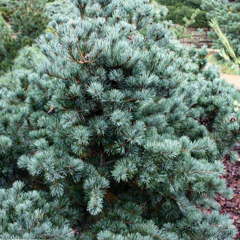 Сосна мелкоцветковая Негиши (Negishi), 40-60, С15