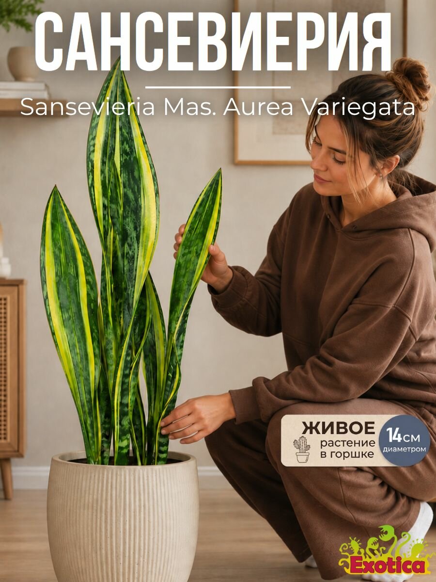 Сансевиерия Масониана Ауреа Вариегата (Sansevieria Masoniana Aurea Variegata) D14см