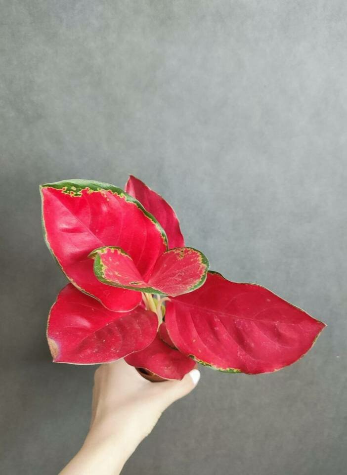 Аглаонема "Красная", в горшоке D-11, комнатное многолетнее растение