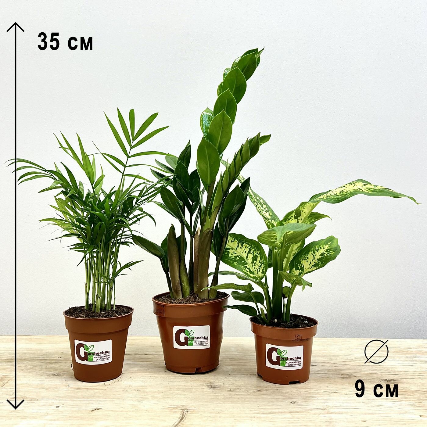 Набор 3 растения (d9): Замиокулькас, Диффенбахия, Хамедорея, высота 25-40см